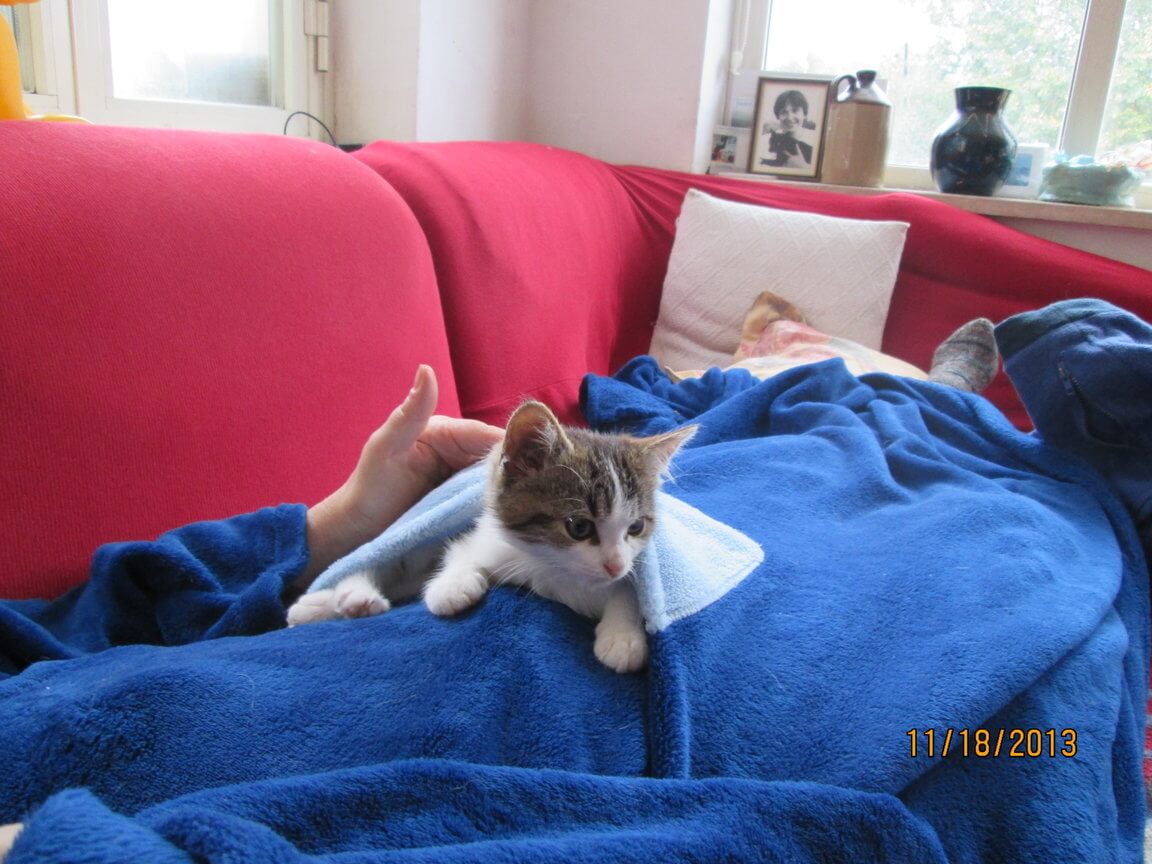 Never Do This to Your Cat! - Living with cats - joy and challenge