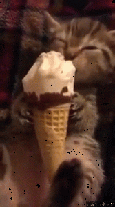 Cat eats icecream - Living with cats - joy and challenge